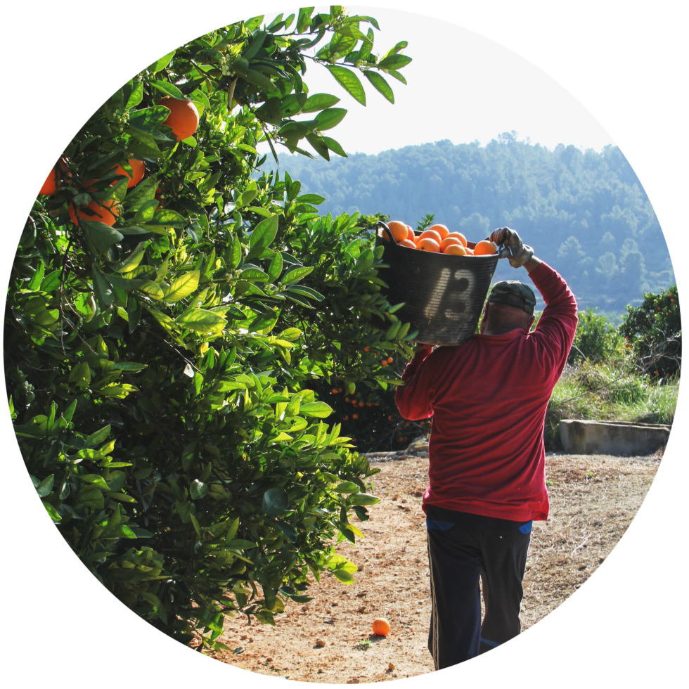 Ons verhaal - Papillon fruit