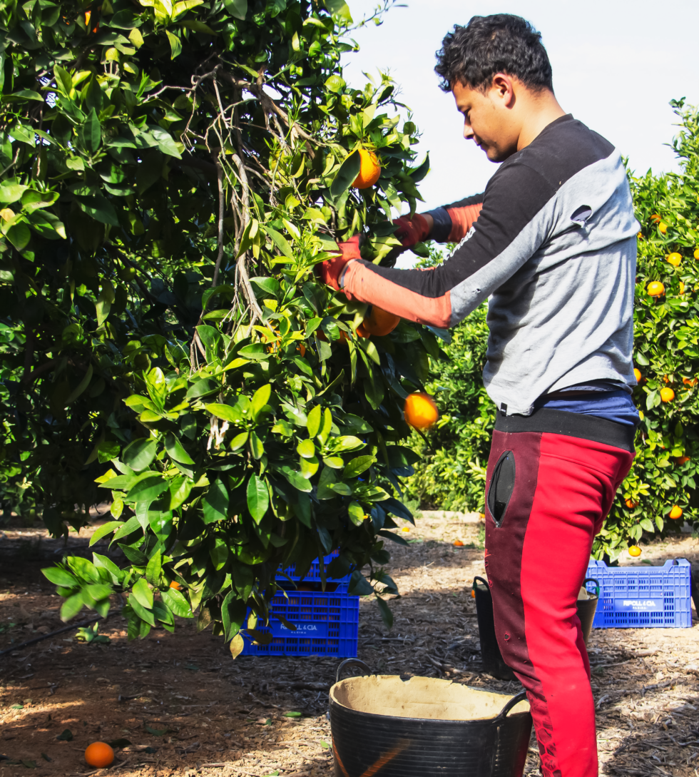 Ons verhaal - Papillon fruit